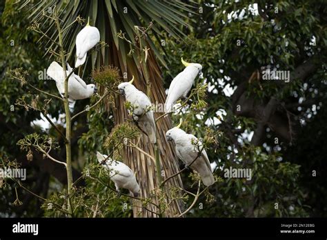 Sulphur Crested Cockatoo Cacatua Galerita Six Adult Birds In A Tree