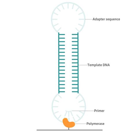 Short Read Vs Long Read Sequencing Integra