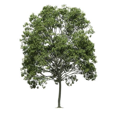 Deciduous Tree Isolated On White Background Stock Illustration