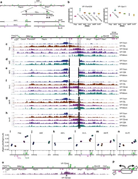 Control Of Directionality Of Chromatin Folding For The Inter And Intra Domain Contacts At The