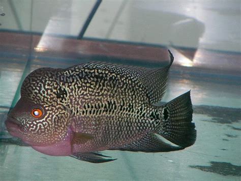 Jual Ikan Louhan Tokobagus