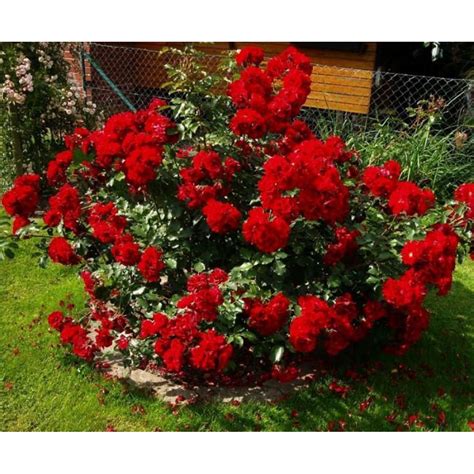 Роза шраб Ротер Корсар (Roter Korsar) купить саженцы почтой из ...