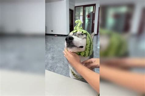 养狗就是为了玩，所以二哈更二了