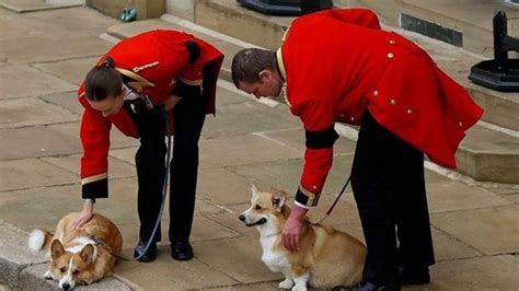 La Emotiva Despedida De Los Perros Corgis De La Reina Isabell Ii En Su