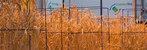 Lifecycle Phenotyping Of Plant Development Lemnatec