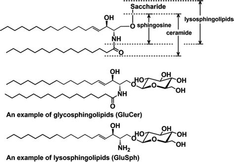 Glycosphingolipids Brain