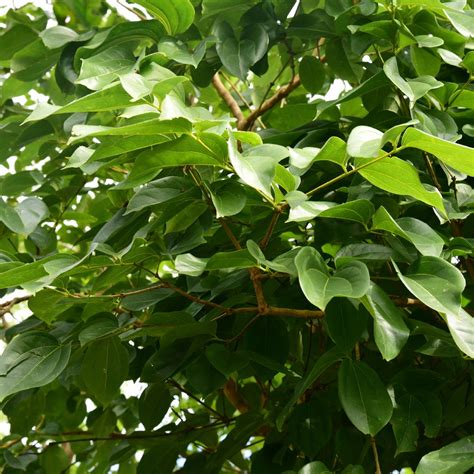 Strychnos Flower Leaf Care Uses Picturethis