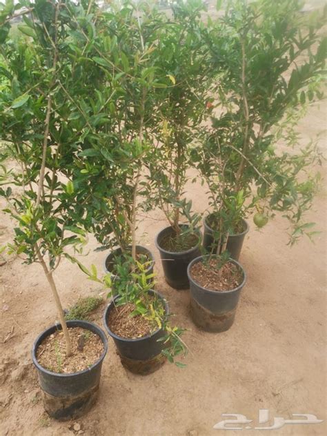 شتلات رمان بيدة شجر كبير ممتاز موقع حراج
