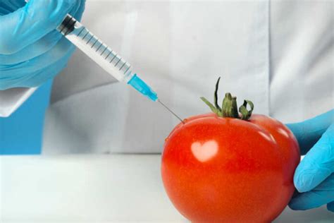 Fact Vs Myth Genetically Modified Food Healthy Wellbeing
