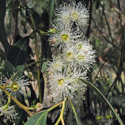 Buy Eucalyptus Seeds Online Australian Seed Store Australian Seed