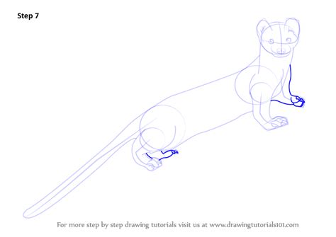 How To Draw A Long Tailed Weasel Other Animals Step By Step