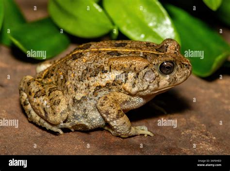 A Beautiful Guttural Toad Sclerophrys Gutturalis Also Known As A African Common Toad In The