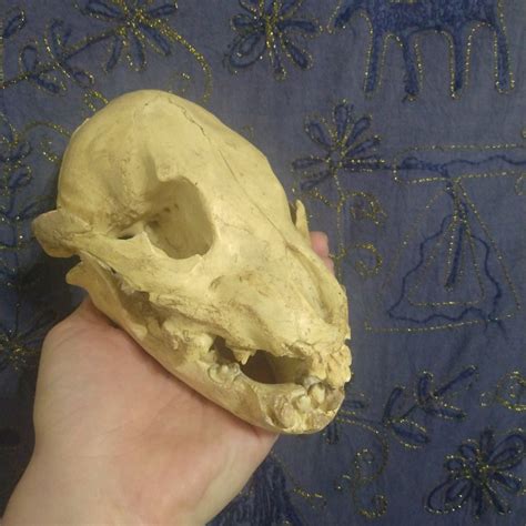 Cave Bear Juvenile Cave Bear Cub Skull Cast Replica And