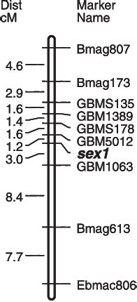 Genetic Map Of Sex With Microsatellite Markers Of The Centromeric Download Scientific Diagram