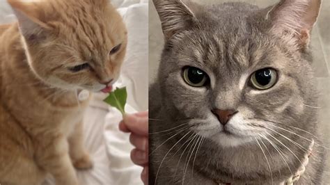 고양이 일상 이게 무슨 고양이 풀 뜯어먹는 소리야 Feat 풀 먹는 고양이 고구마 먹는 고양이 🐈🌱🍠 Youtube