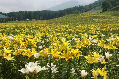 富士見高原ユリの里2006