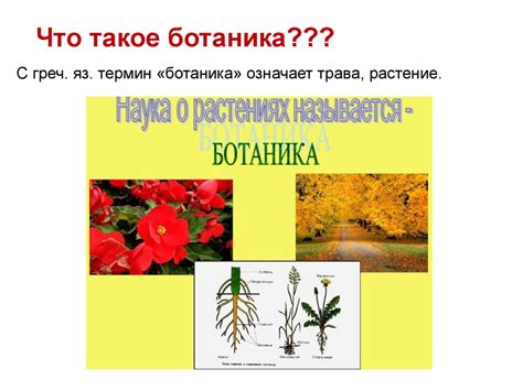 Предмет и задачи ботаники презентация онлайн