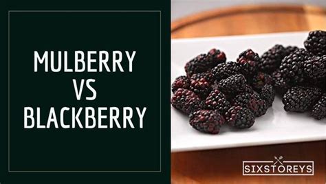 Mulberry Vs Blackberry Which Is Worth The Hype