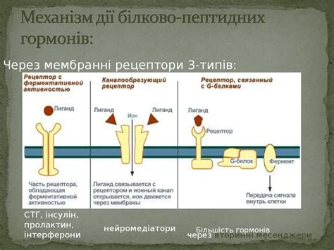 Фізіологія ендокринної системи презентация онлайн