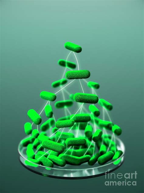 Bacterial Replication Photograph By Equinox Graphics Science Photo Library Fine Art America