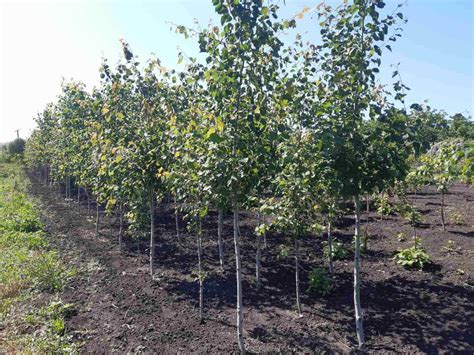 Саженцы осины обыкновенной в Кишиневе Populus Tremula дерево в Молдове