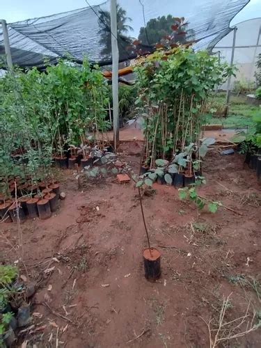 Muda De Ameixa Roxa De m À m Parcelamento sem juros