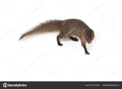 Close Javan Mongoose Small Asian Mongoose Herpestes Javanicus Isolated