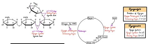 Complete Mcat And Biochem Metabolic Pathway Review Notes Etsy