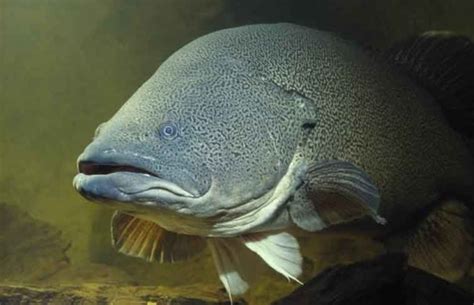 Murray Cod Secrets Revealed Fishing World Australia