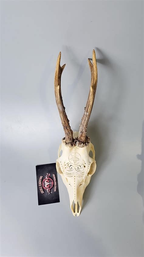 Real Roe Deer Skull Art With Engraved Design Pentagram Pentacle Witch