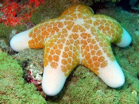 Starfish Reproduction