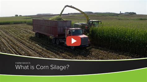 What Is Corn Silage Harvesting Only The Grain Is Vastly Different Than