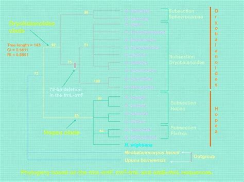 Chloroplat Dna Ppt