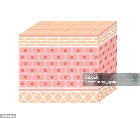 인간의 피부 그림의 레이어 피부에 대한 스톡 벡터 아트 및 기타 이미지 피부 인간 피부 일러스트레이션 Istock