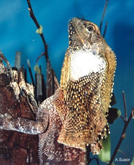 Chlamydosaurus Kingii The Reptile Database