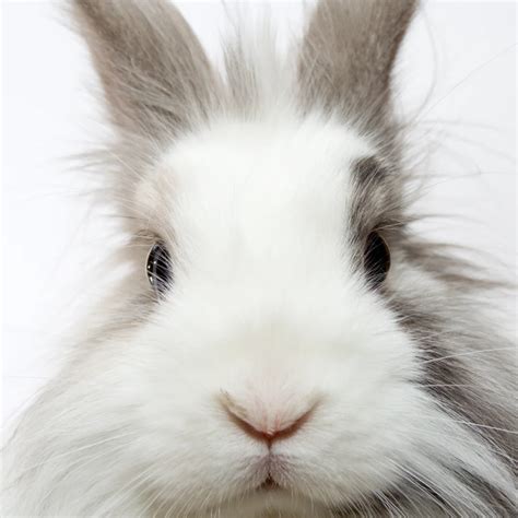 Lionhead Rabbit All About These Adorable Fuzzy Faces