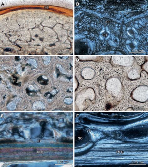 Bone Histology Of Chelid Turtles Images A C And D Are In Normal