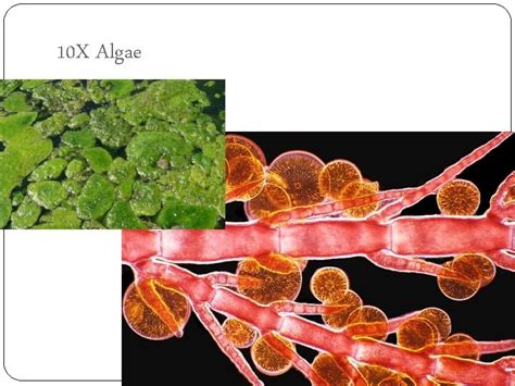 The Microscope Grading For Mrs J Test 1