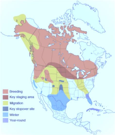 Sandhill Crane Migration Map 2025 Birdzfly
