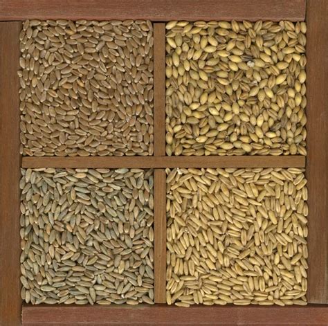 Wheat Barley Oat And Rye Grain Stock Photo PixelsAway 2055777