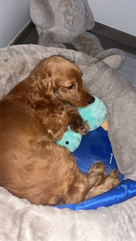 Belle de Engelse Cocker Spaniël Éleveur de chiens Houssin Kuurne