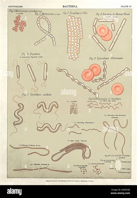 Detailed Depictions Of Different Bacterial Structures Hi Res Stock