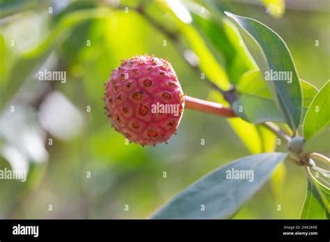The Pink Fruit Of The Cornus Capitata Plant In Garden Closr Up