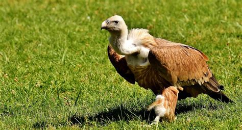Animaux - Nature et Zoo : L'actualité des parcs zoologiques