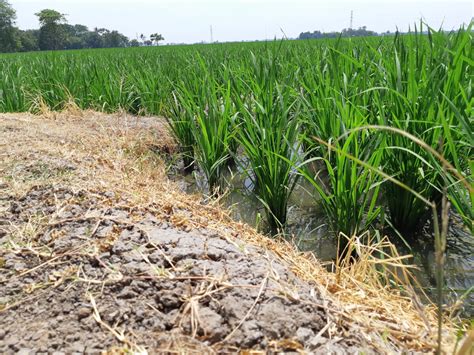 Ratusan Hektar Sawah Di Karawang Terancam Kekeringan Kompas Id