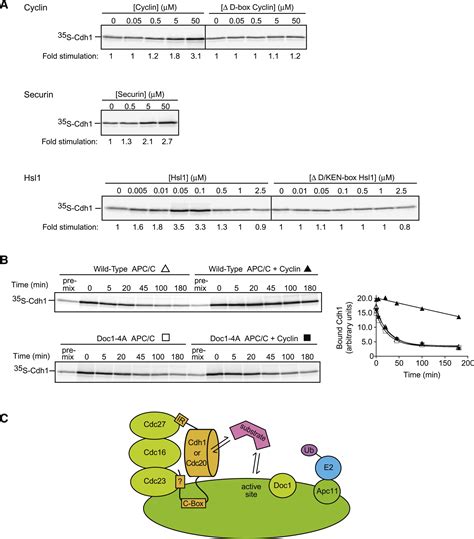 Analysis Of Activator Binding Sites On The Apcc Supports A Cooperative
