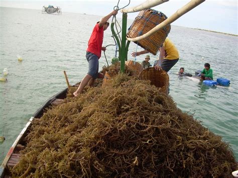 INFORMASI SUMBERDAYA RUMPUT LAUT JEPARA PRODUKTIFITAS KEBUN BIBIT