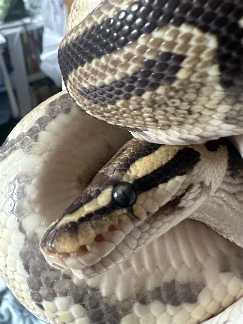 Morph Identification Royal Enclosures And Setups Morphmarket Reptile Community