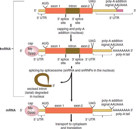 The Central Dogma Of Molecular Biology Dna Rna Proteins Rmcat