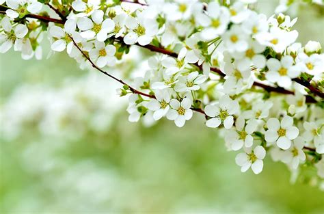 Весна шпалери на робочий стіл картинки та фото 55 шт